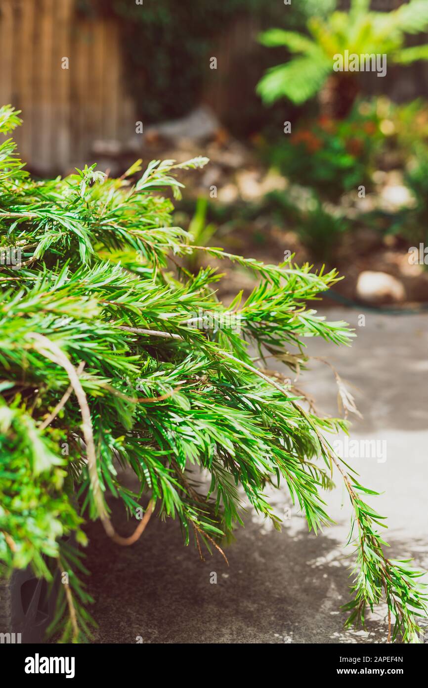 green branches of callistemon tree cut off on top of wheelbarrow ...