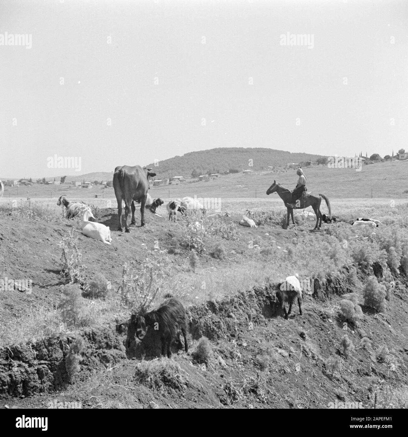 Cattle and goats Black and White Stock Photos & Images - Alamy