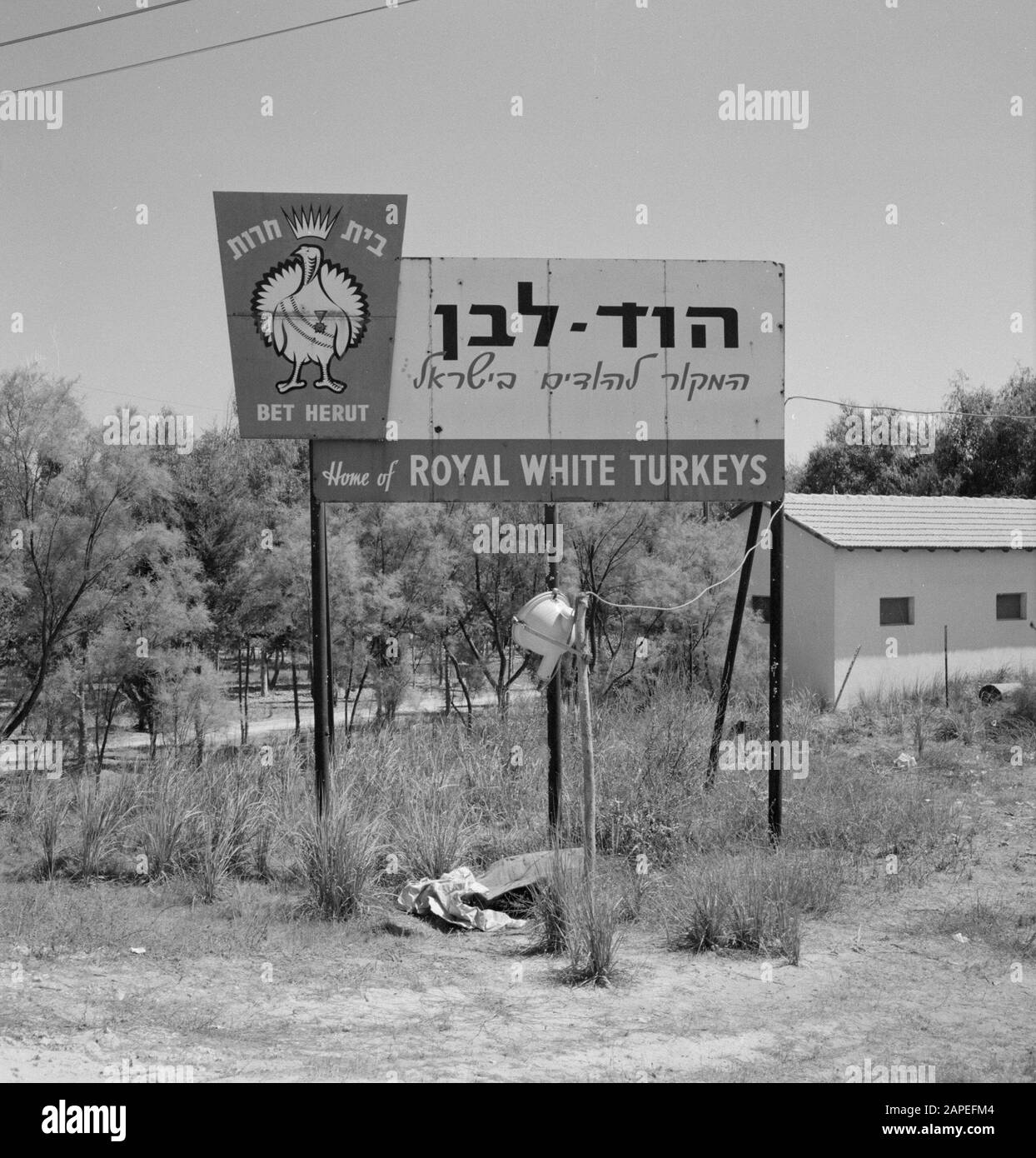 Berdrijfsaindication turkey breeding in Beit Herut. Date: January 1 ...