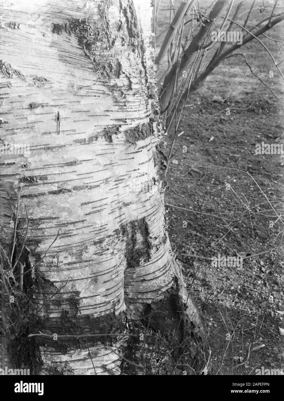 Nature Description: Birch tree, probably in Artis Date: 1933 Keywords ...
