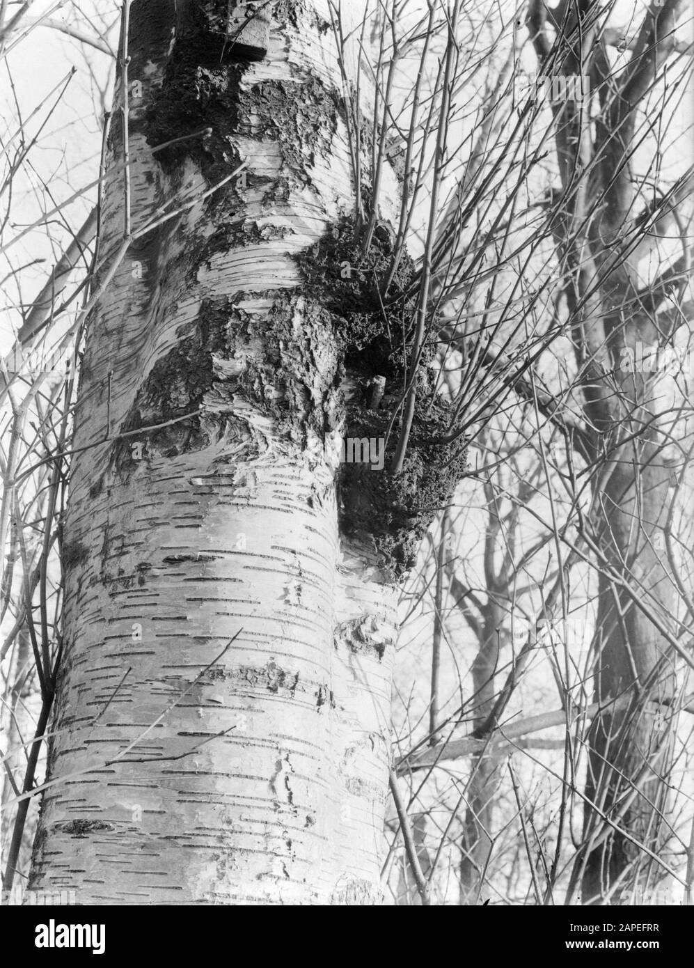 Trunks slender Black and White Stock Photos & Images - Alamy