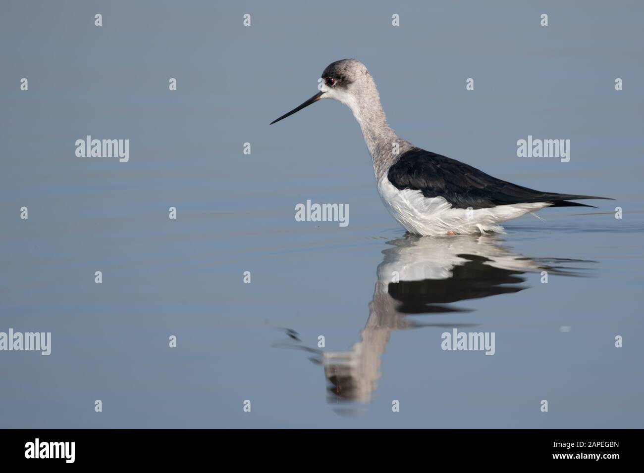 Indian stilt bird hi-res stock photography and images - Alamy
