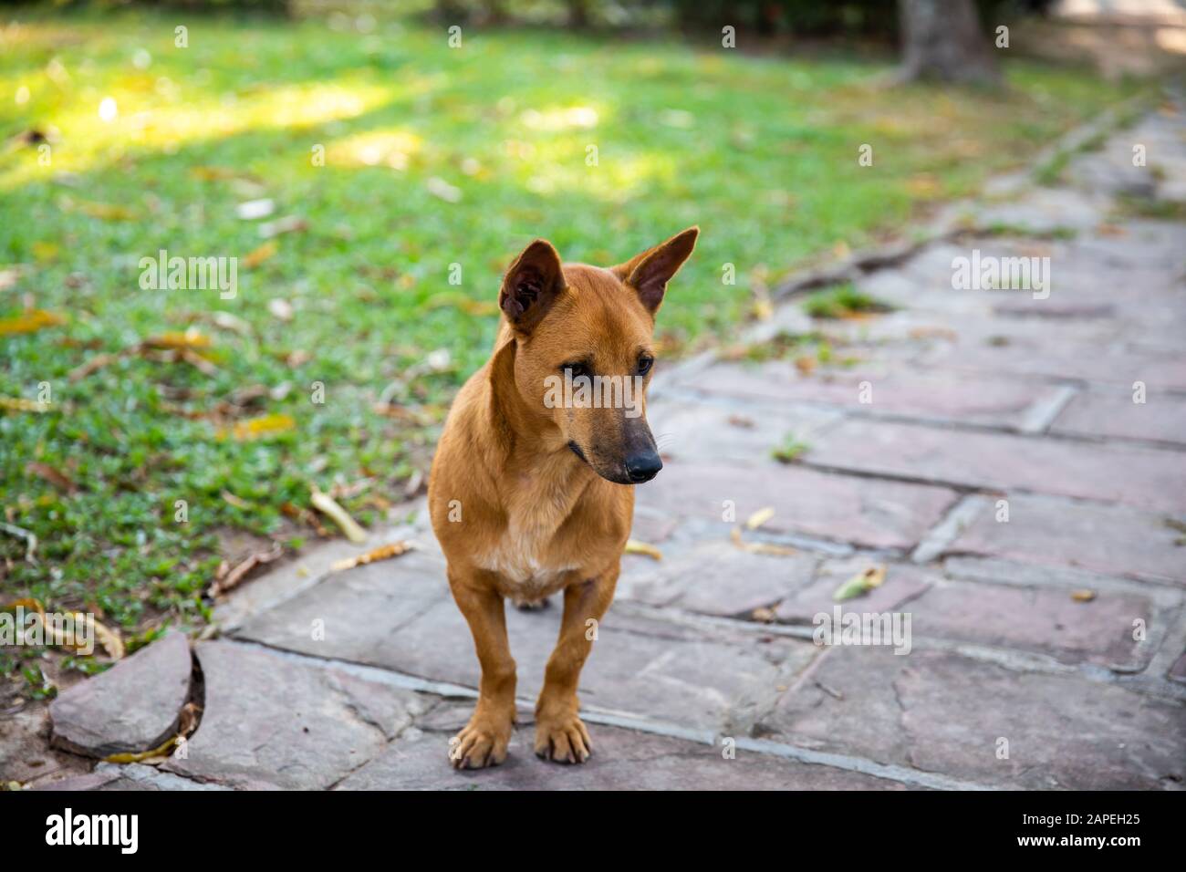 Brown dog standing in the garden Stock Photo - Alamy