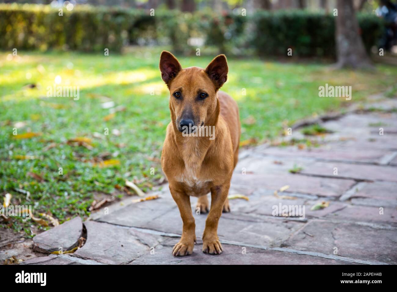 Brown dog standing in the garden Stock Photo - Alamy
