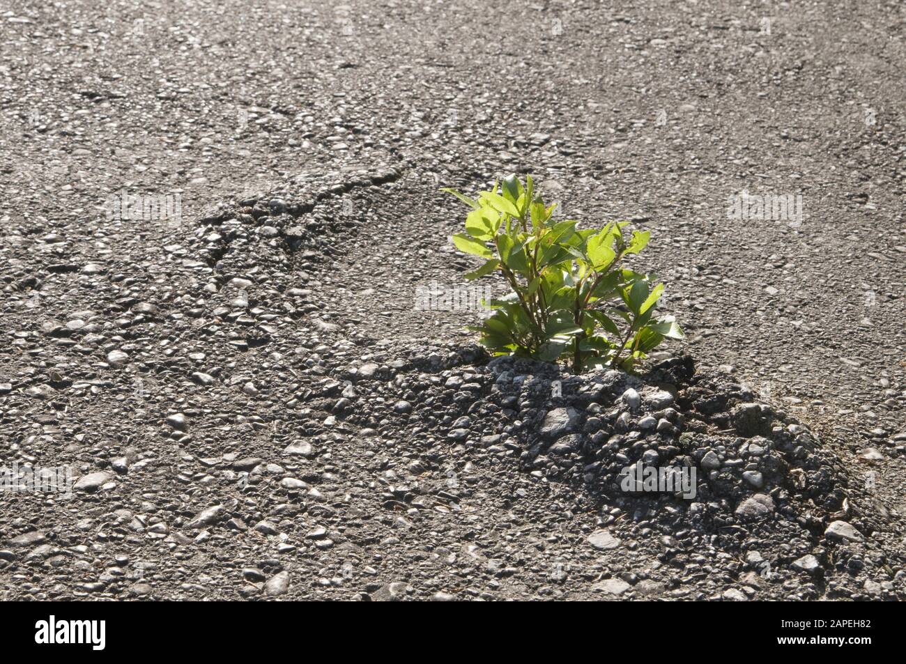 Pflanze bricht durch Beton - Flower breaking through Concrete Stock ...