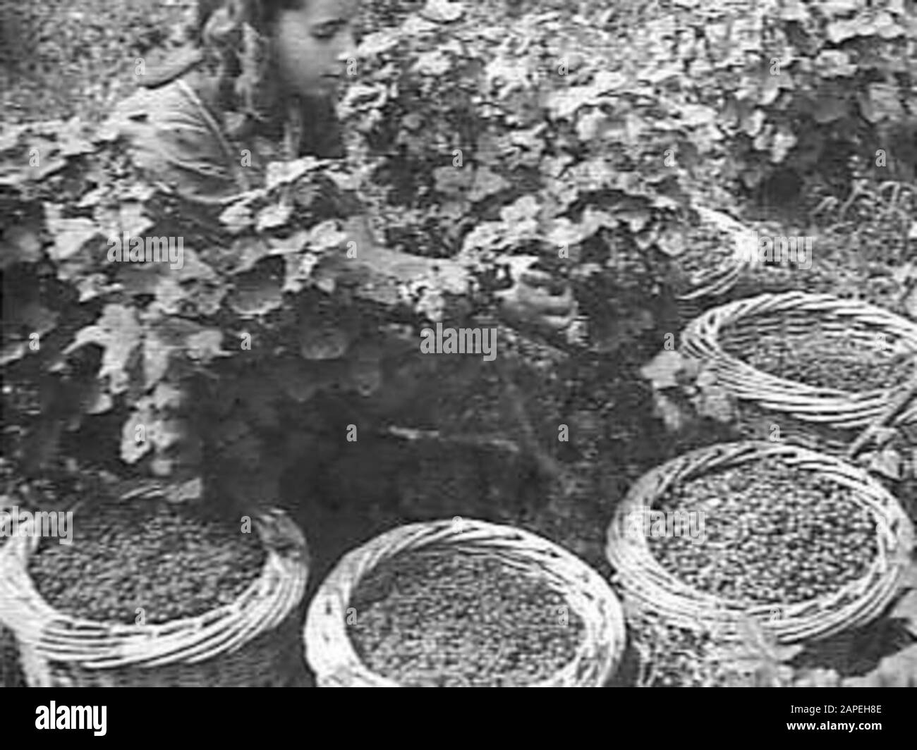 Berry picking Black and White Stock Photos & Images - Alamy