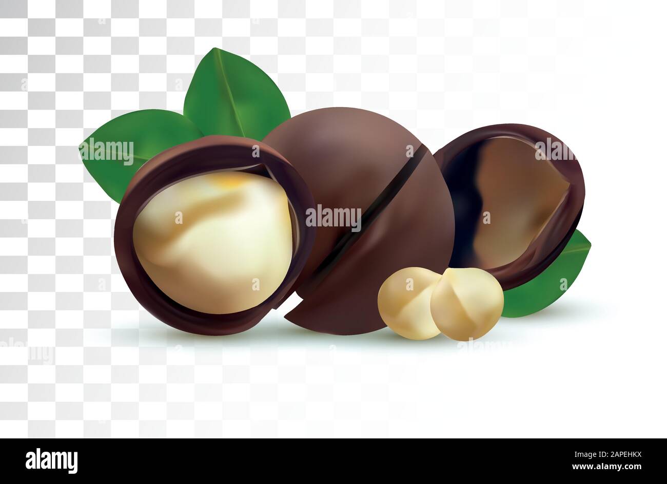 3D realistic macadamia nut isolated on transparent background. Shelled ...