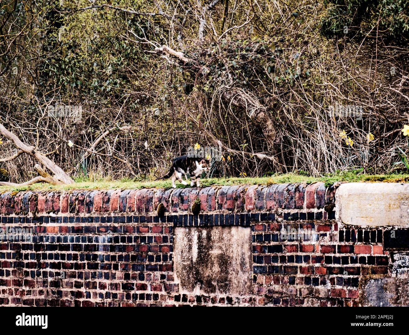 hatton locks grand union canal warwickshire england uk Stock Photo - Alamy
