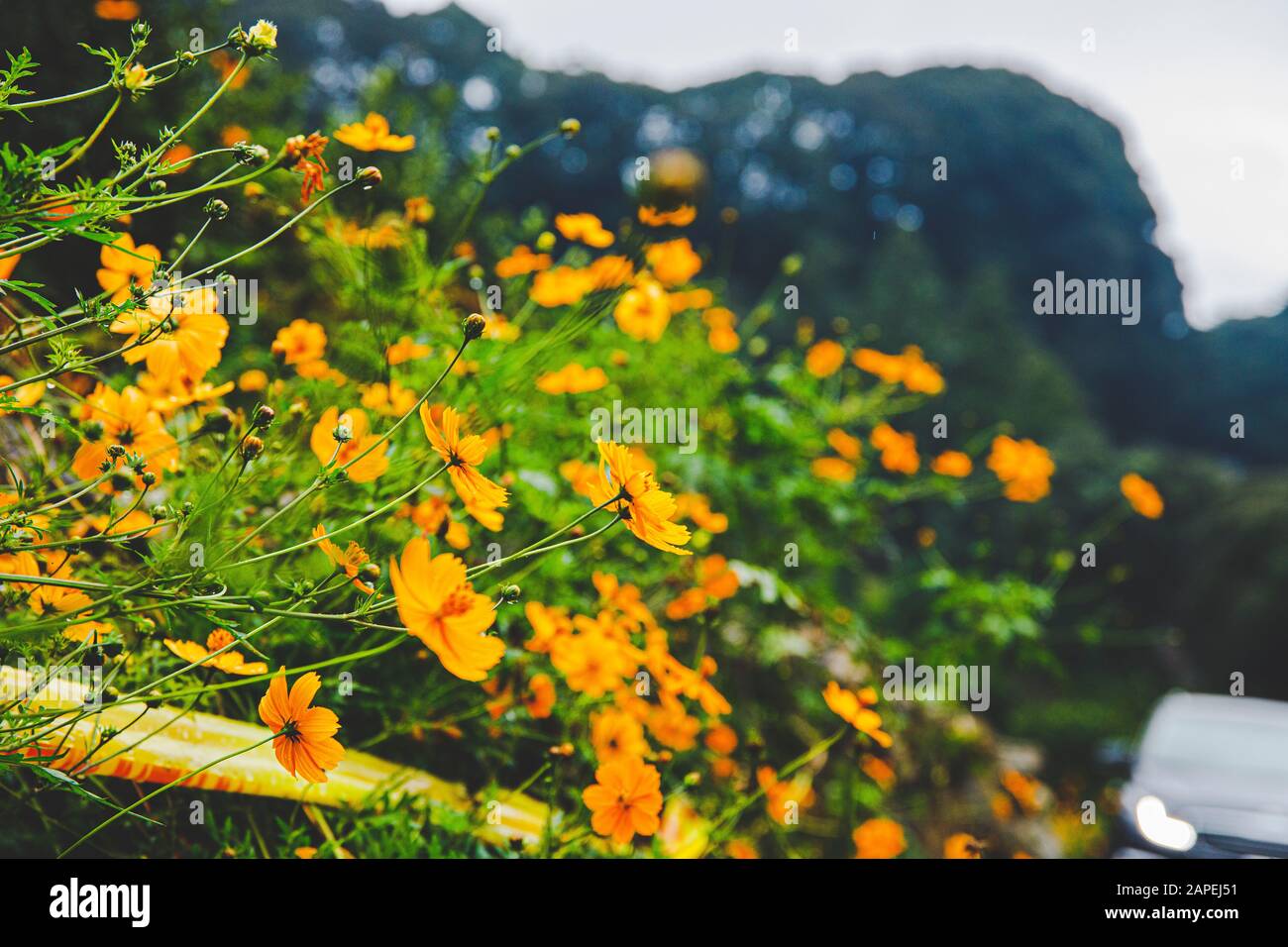 Beautiful island landscape of Jeju, Korea 116 Stock Photo - Alamy