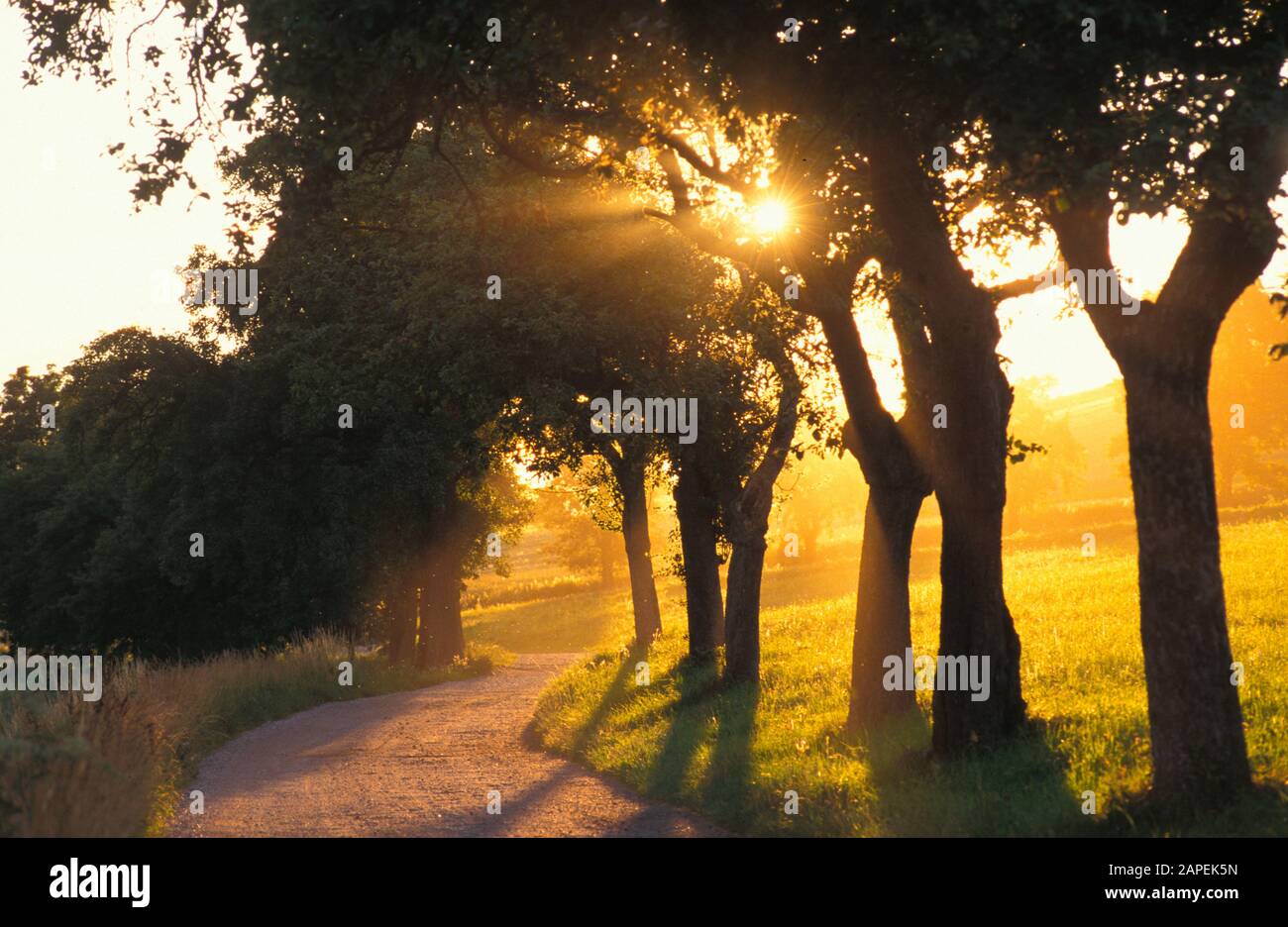Allee im sommer hi-res stock photography and images - Alamy