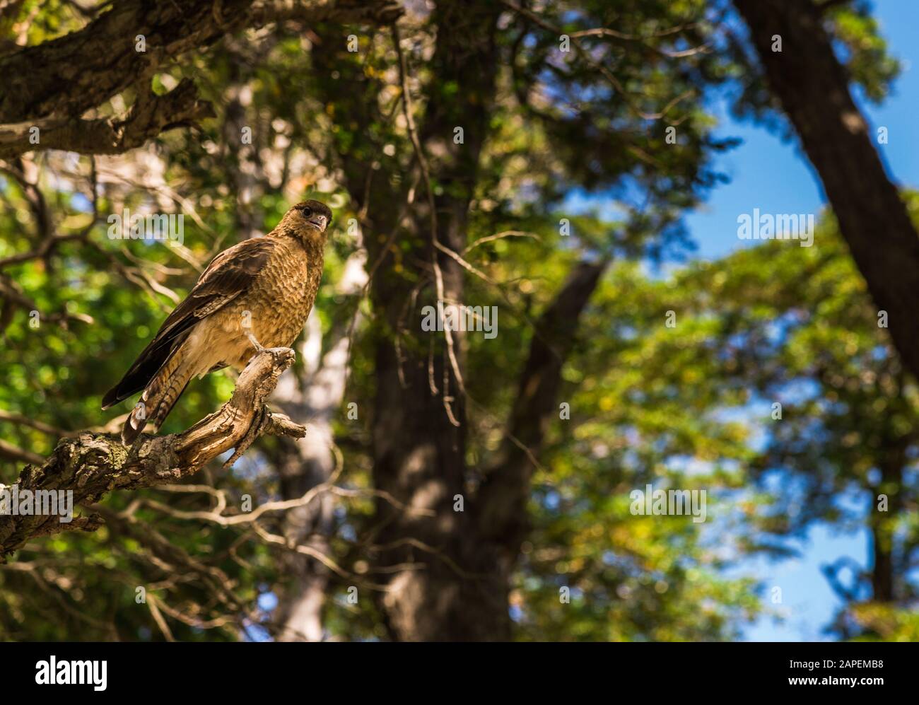 Falcon on a tree hi-res stock photography and images - Alamy