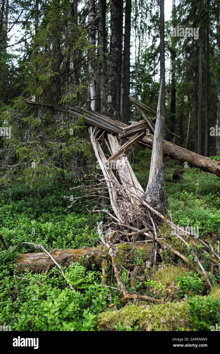 Broken and fallen, old, rotten tree, in the forest Stock Photo - Alamy