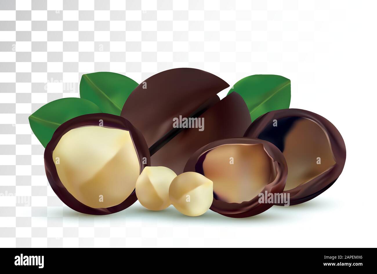 3D realistic macadamia nut isolated on transparent background. Shelled ...