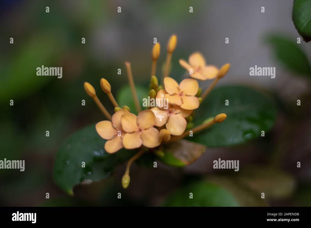 Lovely spring morning hi-res stock photography and images - Alamy