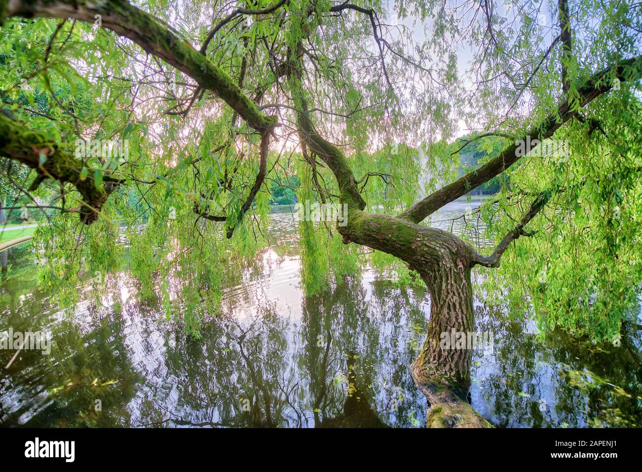 Beautiful view of isolated tree with green leaves over a lake Stock ...