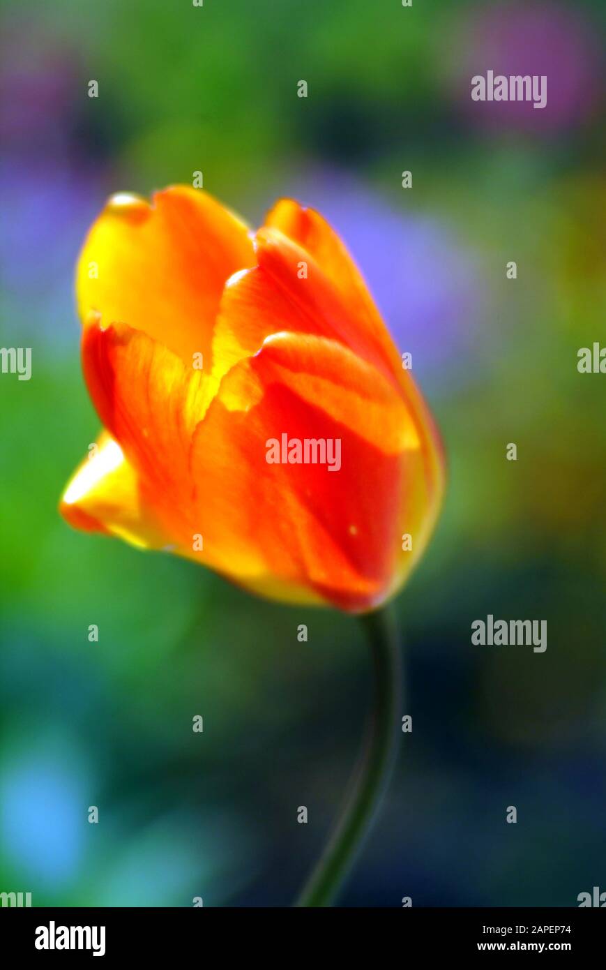 Tulpe - Tulip Stock Photo - Alamy