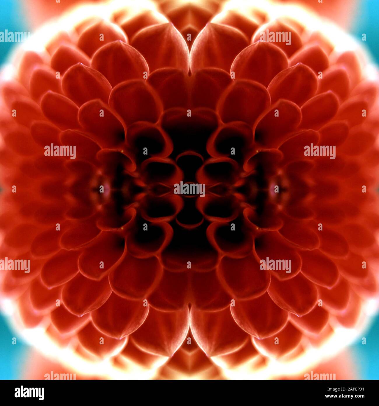 Symmetrie blume hi-res stock photography and images - Alamy