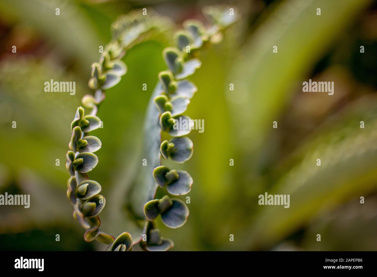 Medicinal plant known as Aranto Chileno, in Brazil Stock Photo - Alamy