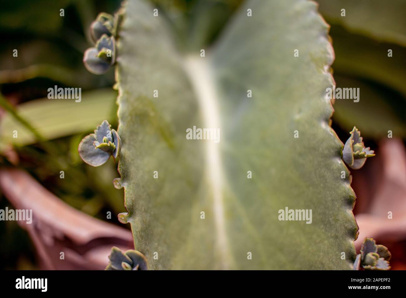 Medicinal plant known as Aranto Chileno, in Brazil Stock Photo - Alamy