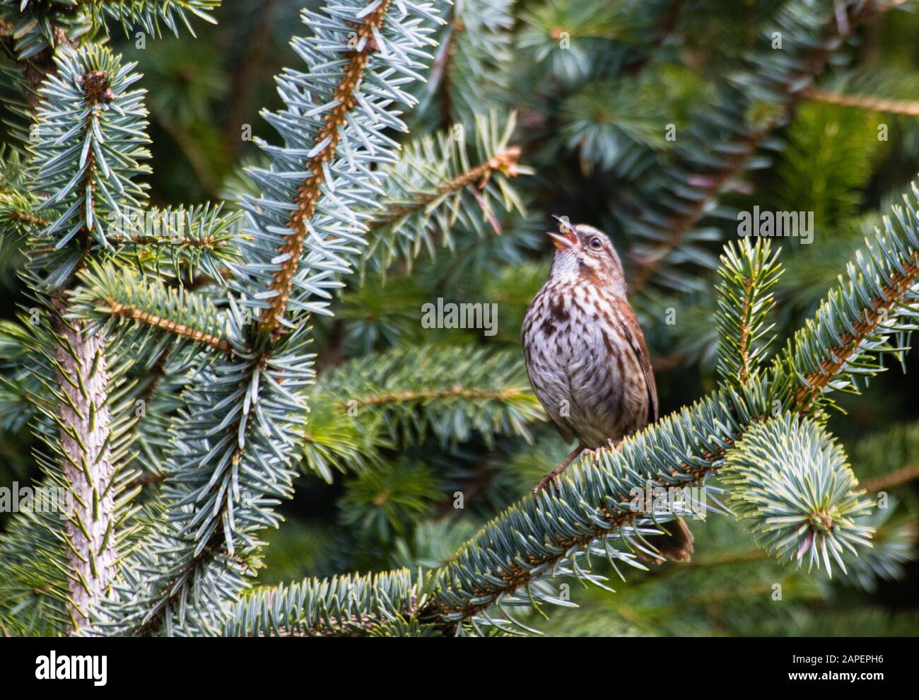 A song sparrow sings out from a spruce tree Stock Photo - Alamy