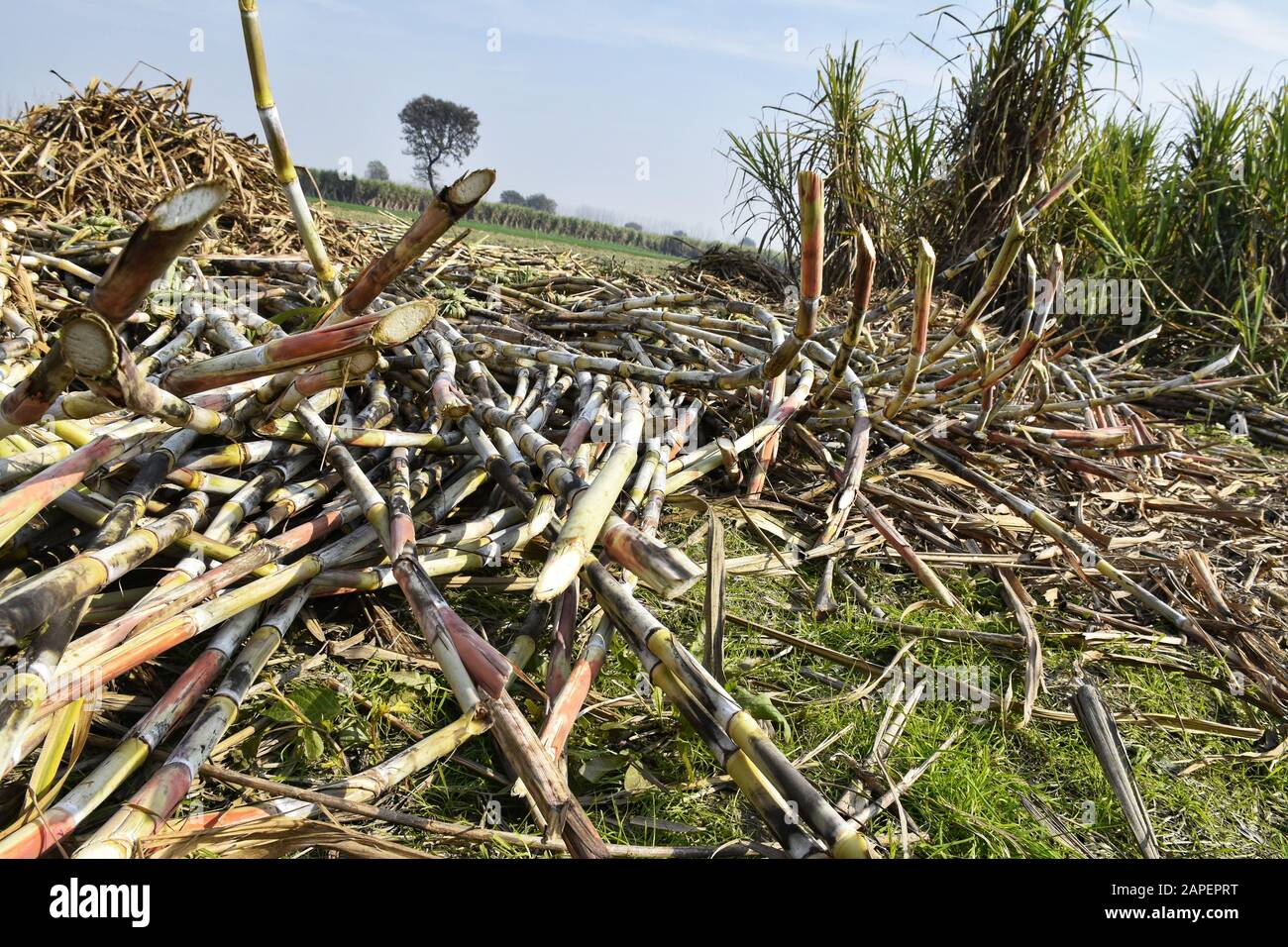 Sugarcane production hi-res stock photography and images - Alamy