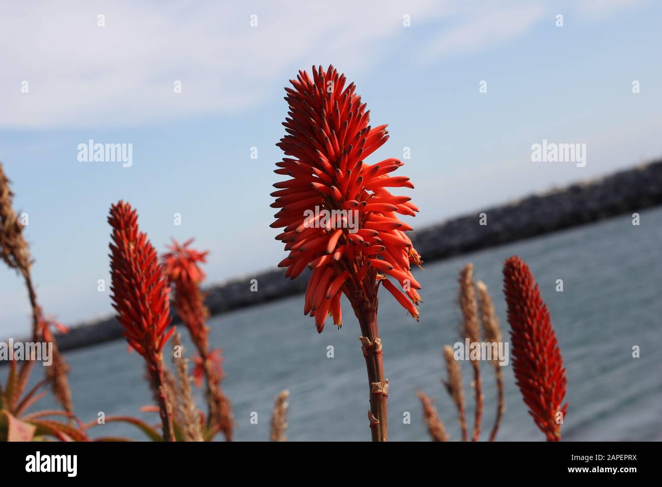 Flaming Torch Flower High Resolution Stock Photography and Images - Alamy