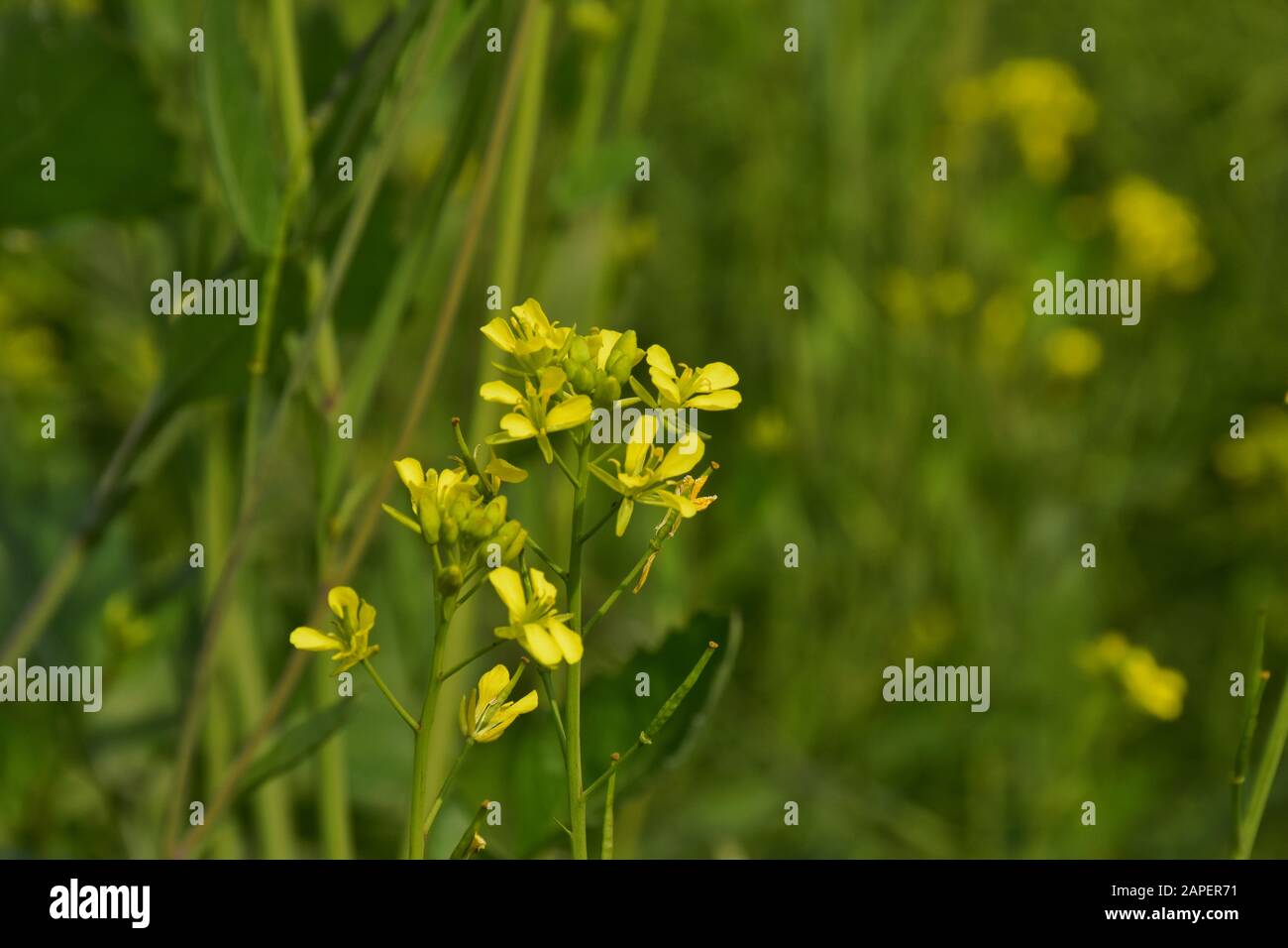 The mustard is a plant species in the genera Brassica. The plant age is ...