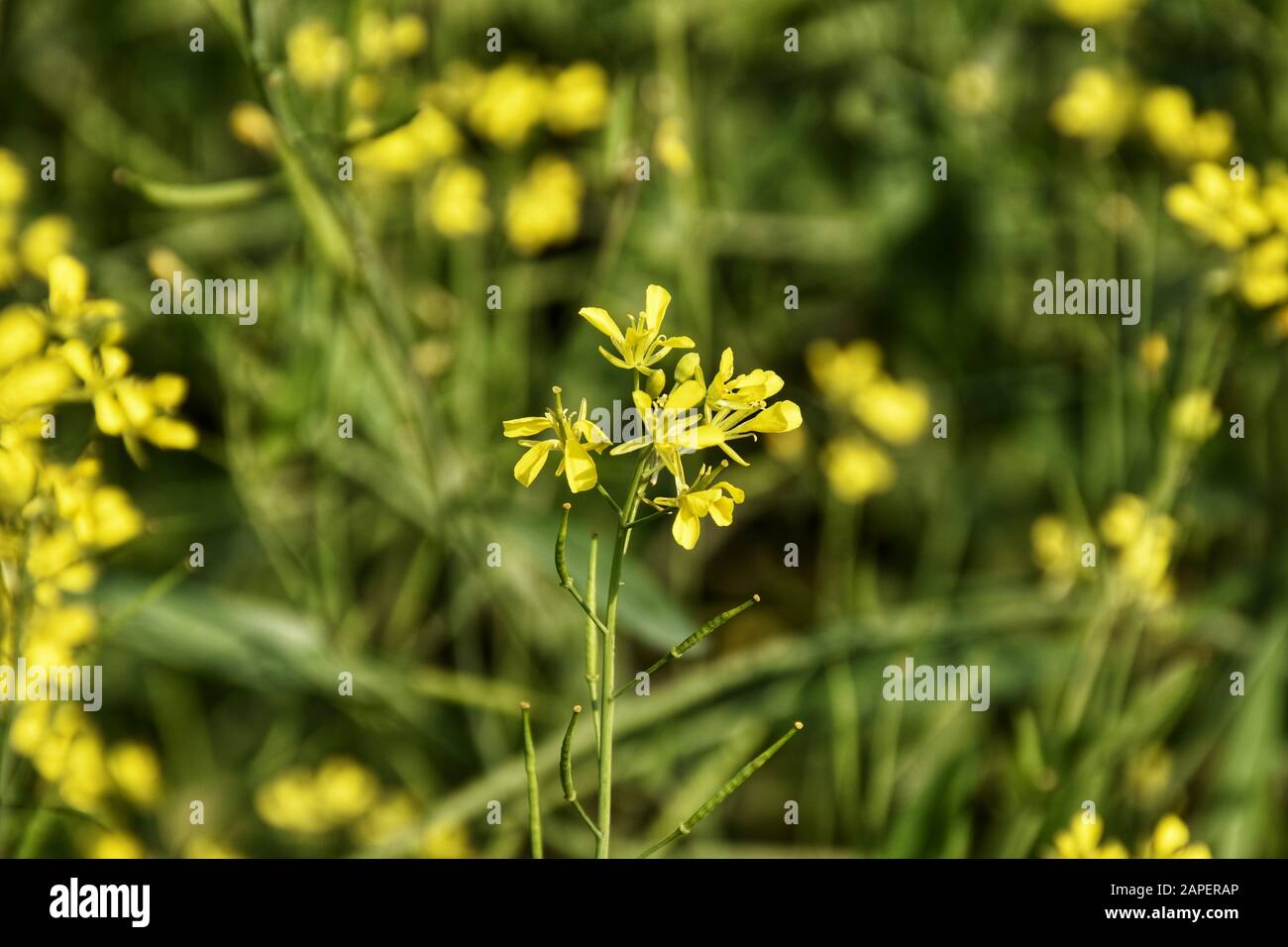 The mustard is a plant species in the genera Brassica. The plant age is ...
