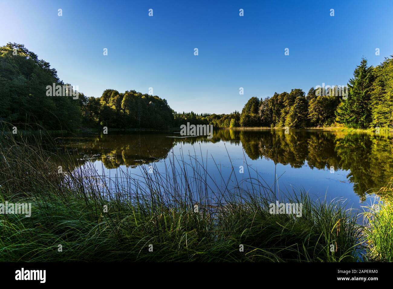 Surface of a lake with reflection of forest and Andes mountains in ...