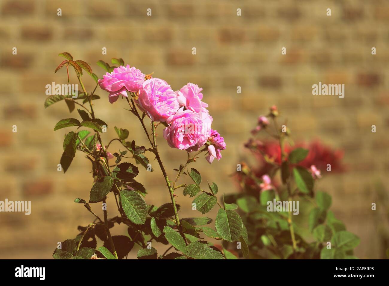 Pink roses wither from the heat in the garden on a hot summer day ...