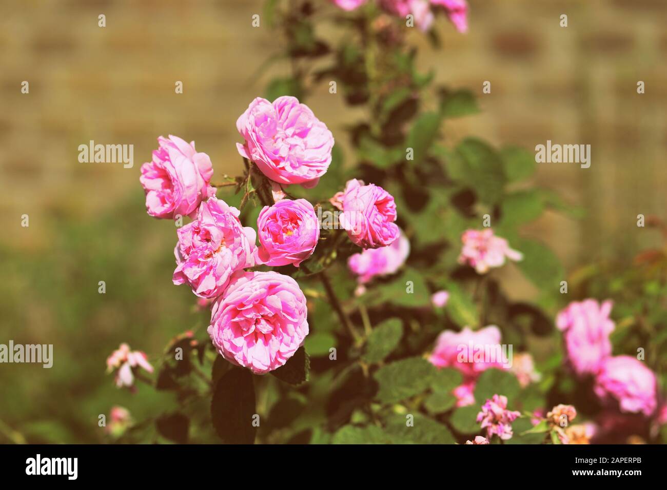 Pink roses wither from the heat in the garden on a hot summer day ...