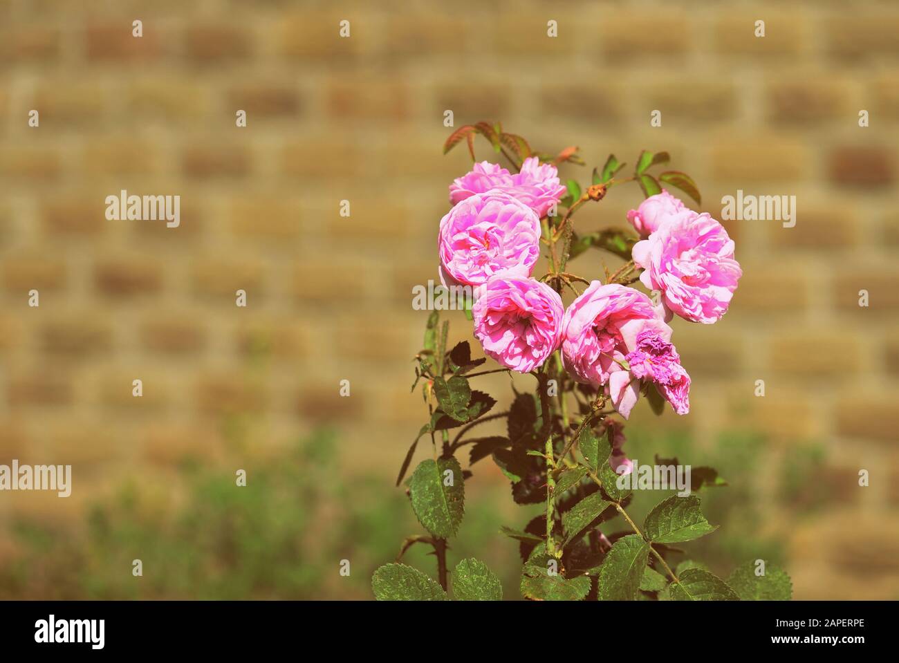 Pink roses wither from the heat in the garden on a hot summer day ...