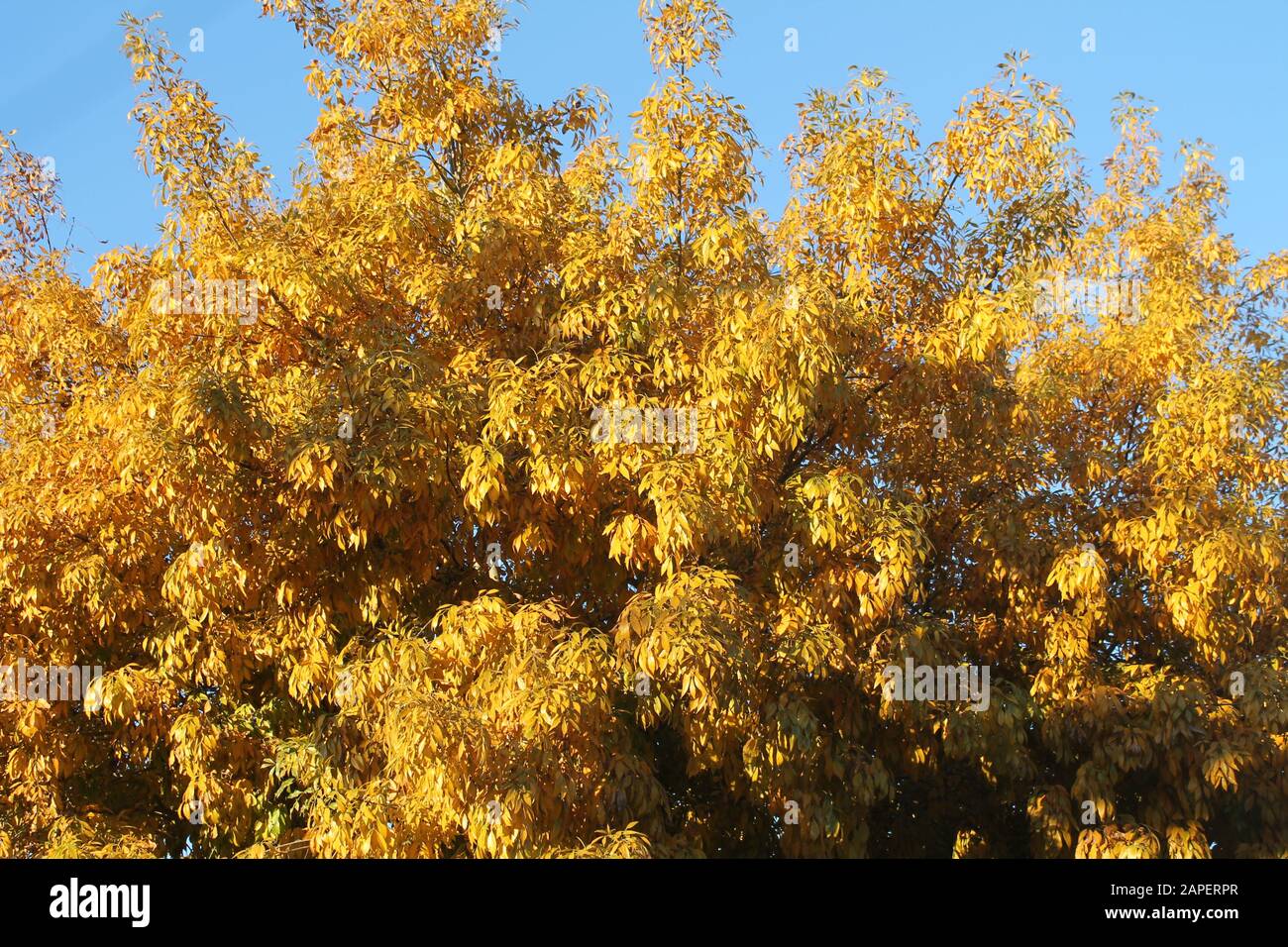 Golden leaves on a tree in front of a blue sky Stock Photo - Alamy