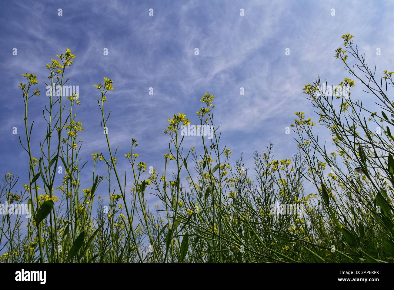 Wallpapers with plant hi-res stock photography and images - Alamy