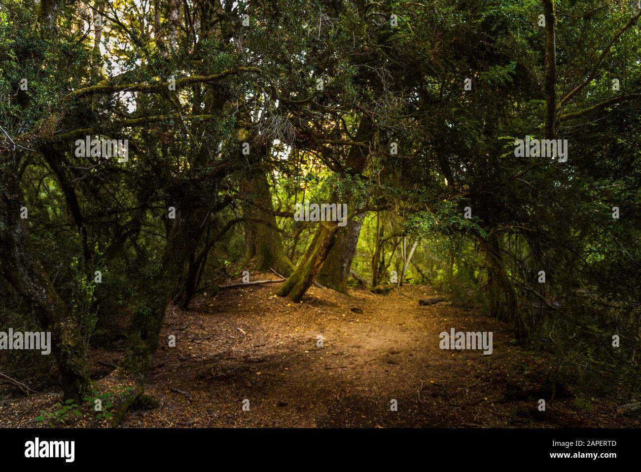 Scenic landscape photo of wonderland magic forest with green trees ...
