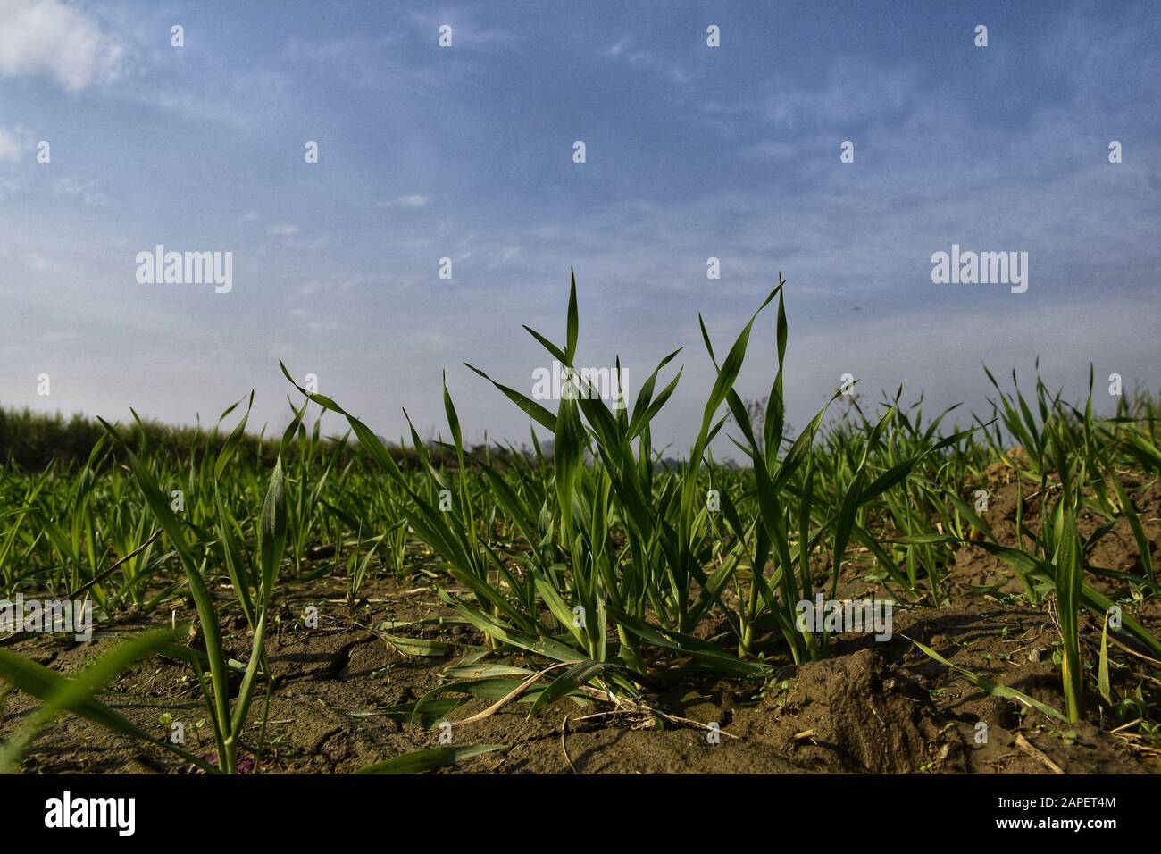 Beautiful grown wheat crop in field, small plants of wheat with clear ...