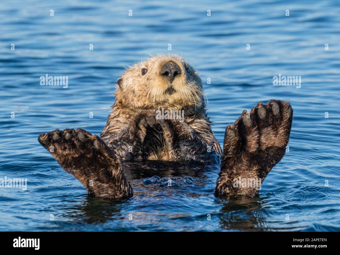 A sea otter rides on its back and shows off it huge hind feet Stock ...