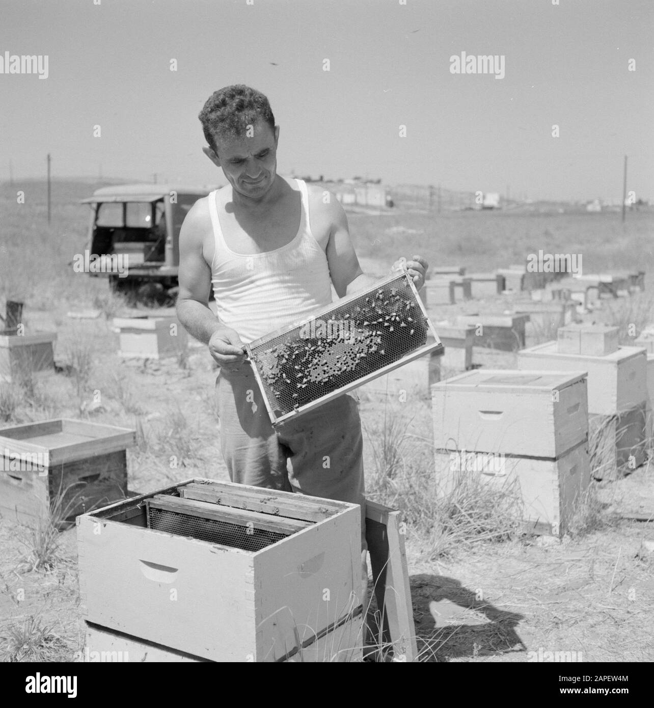 Honeycomb beekeeper bee farming Black and White Stock Photos & Images ...