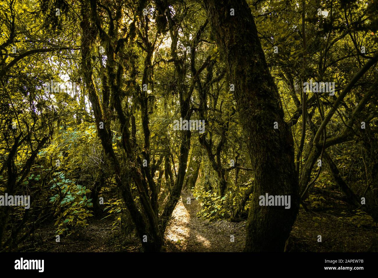 Scenic landscape photo of wonderland magic forest with green trees ...