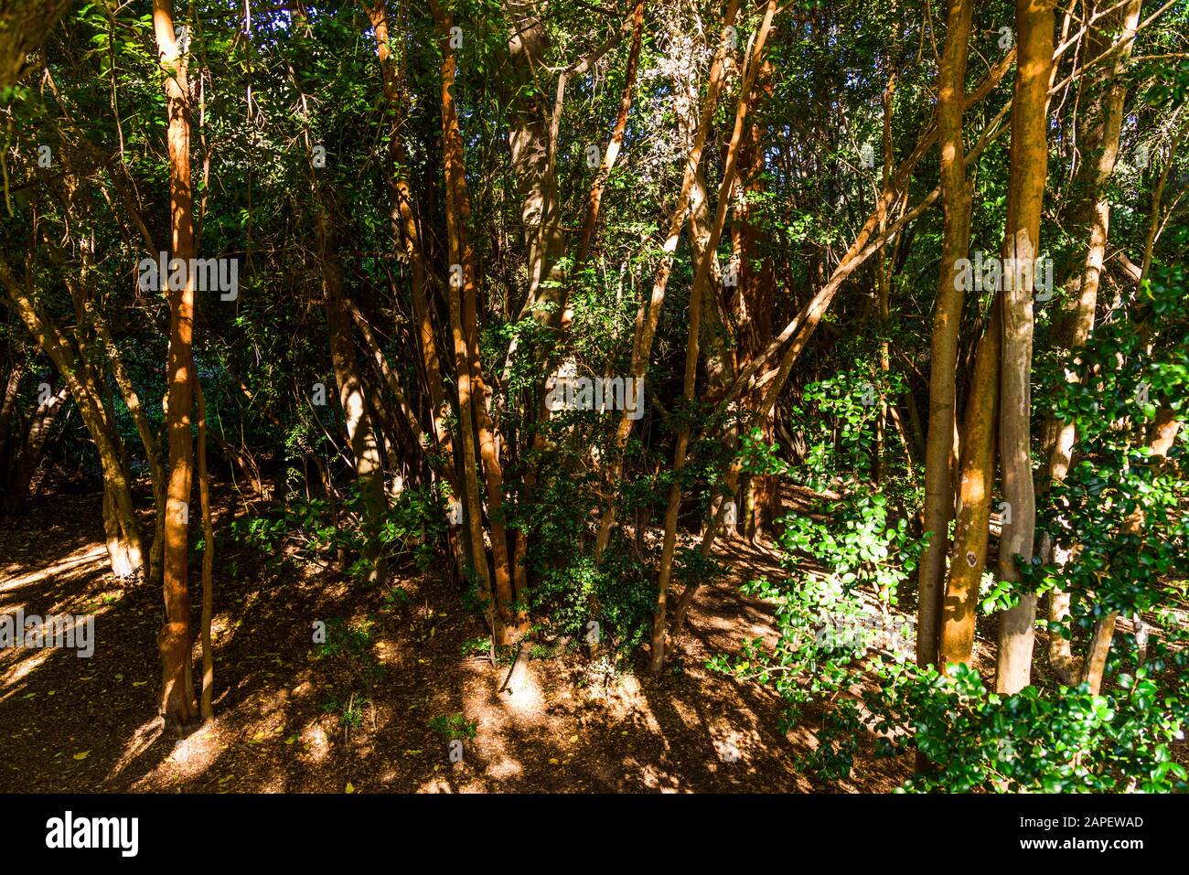 Scenic landscape photo of wonderland magic forest with green trees ...