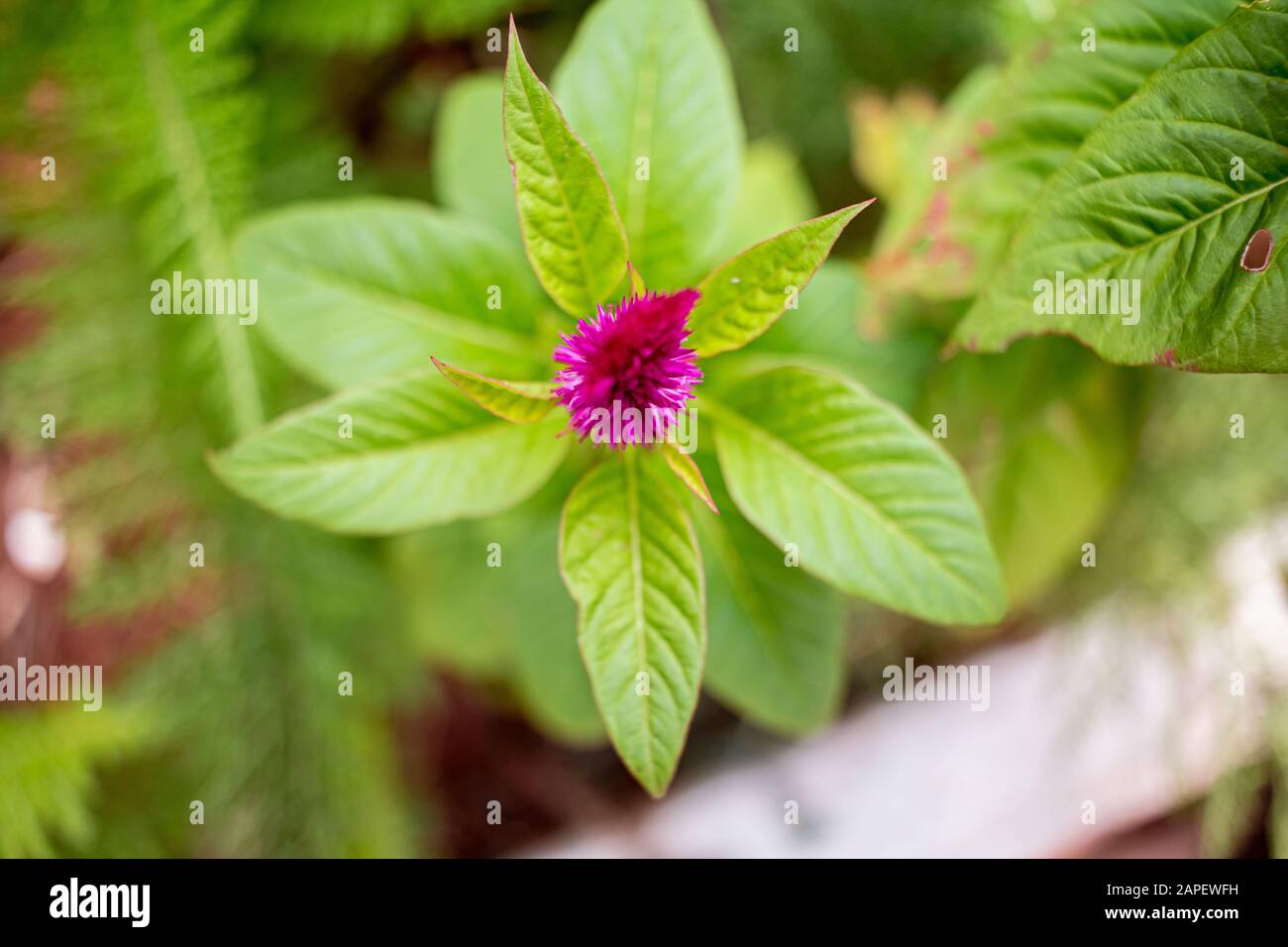 Flower known in Brazil as Crista de Galo Stock Photo - Alamy