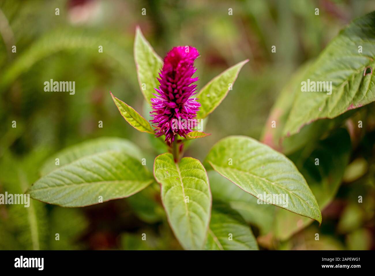 Flower known in Brazil as Crista de Galo Stock Photo - Alamy