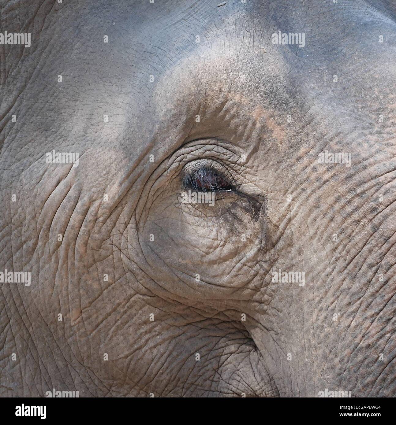 Skin detail elephas maximus asian elephant hi-res stock photography and ...