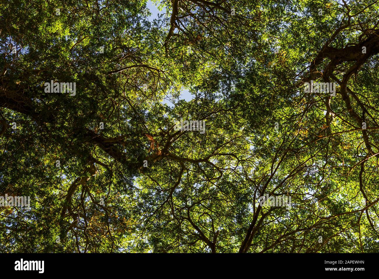 Forest ecological balance hi-res stock photography and images - Alamy