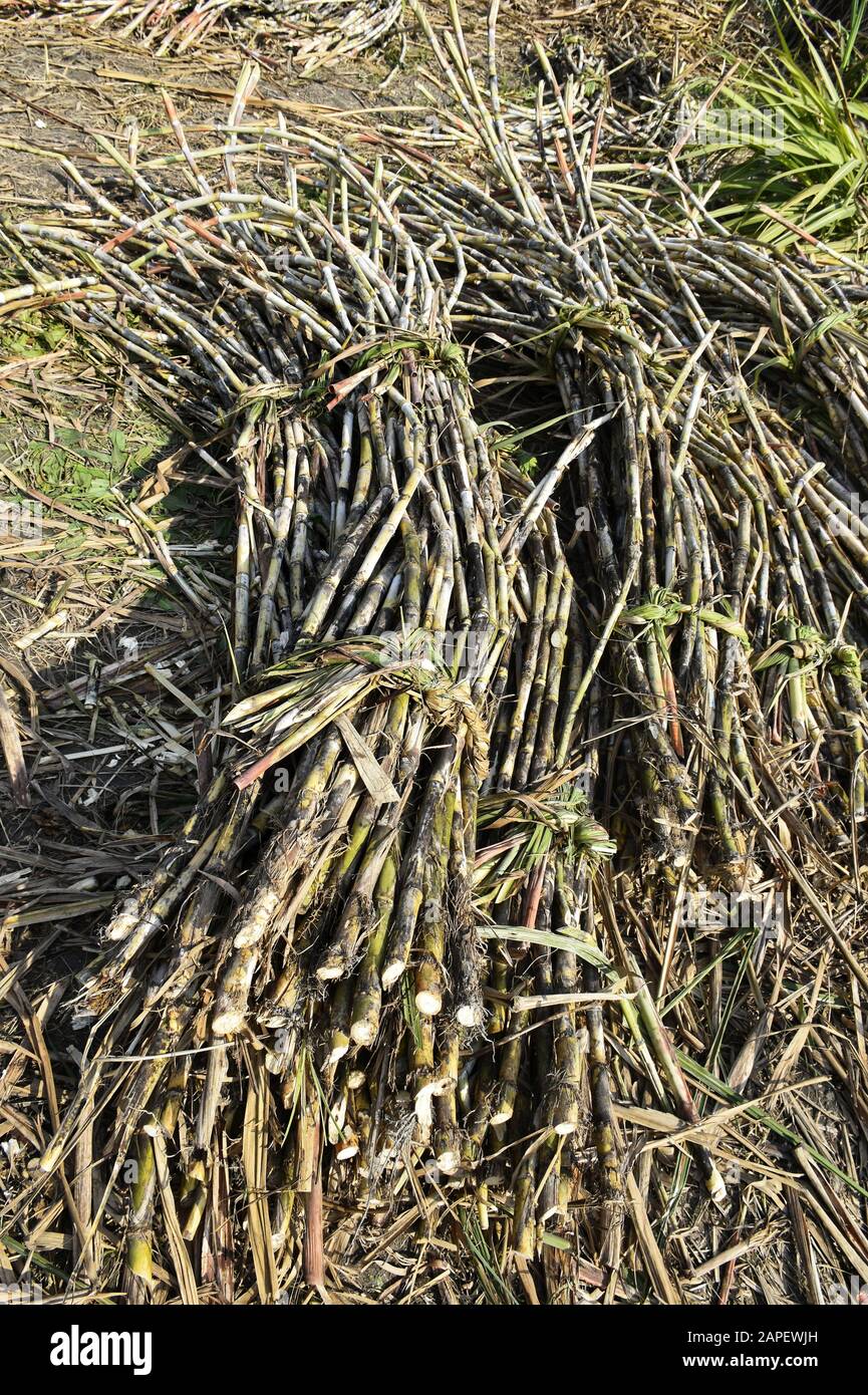 What Is The Vegetative Propagation Of Sugarcane at Sara Gosman blog