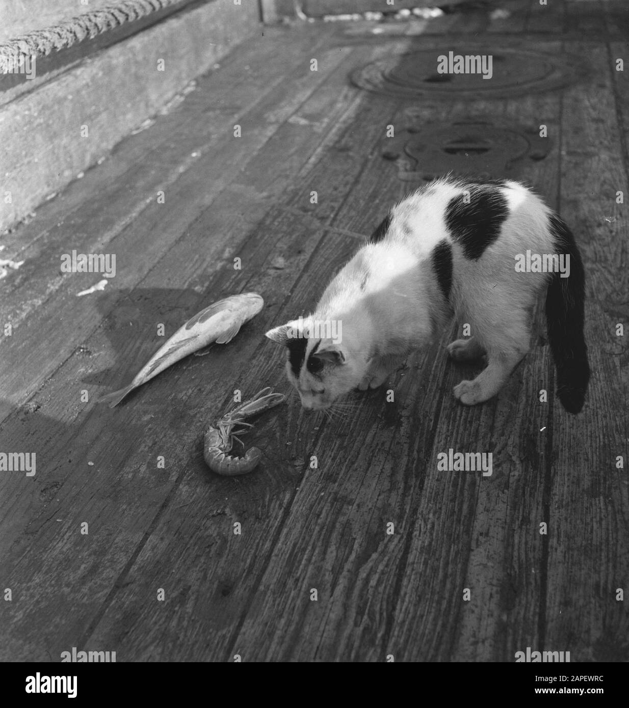 World war ii cat hi-res stock photography and images - Alamy