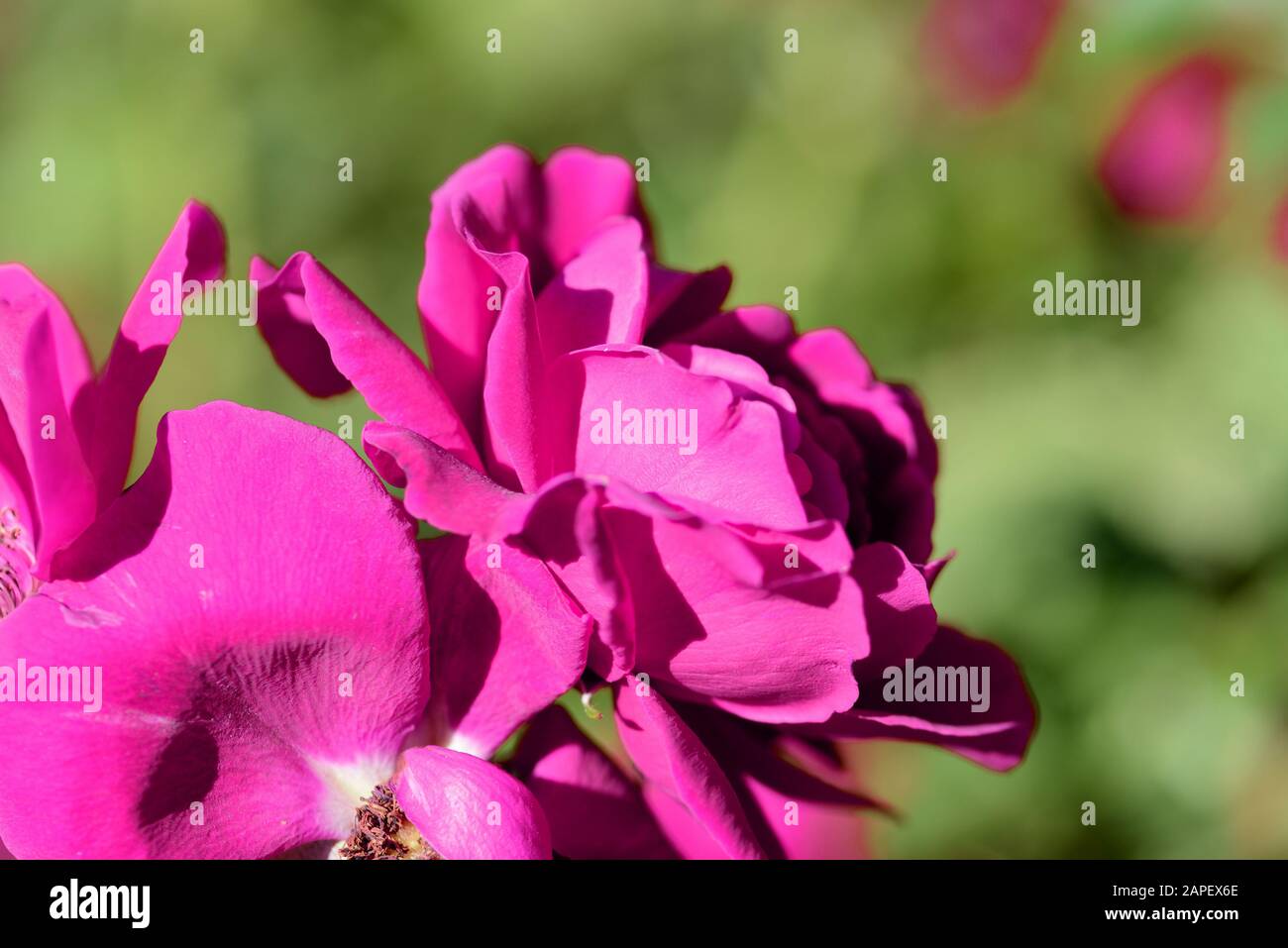 Beautiful bright pink roses hi-res stock photography and images - Alamy