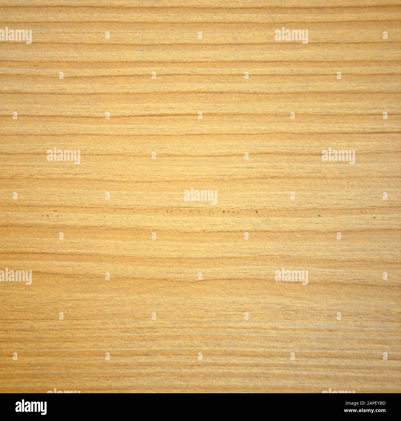 Light alder texture of natural wood on a slice closeup. Background ...