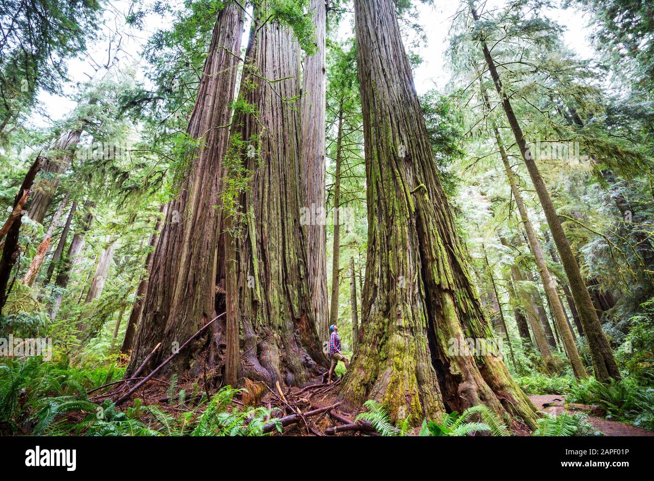 Redwood trees in Northern California forest, USA Stock Photo - Alamy