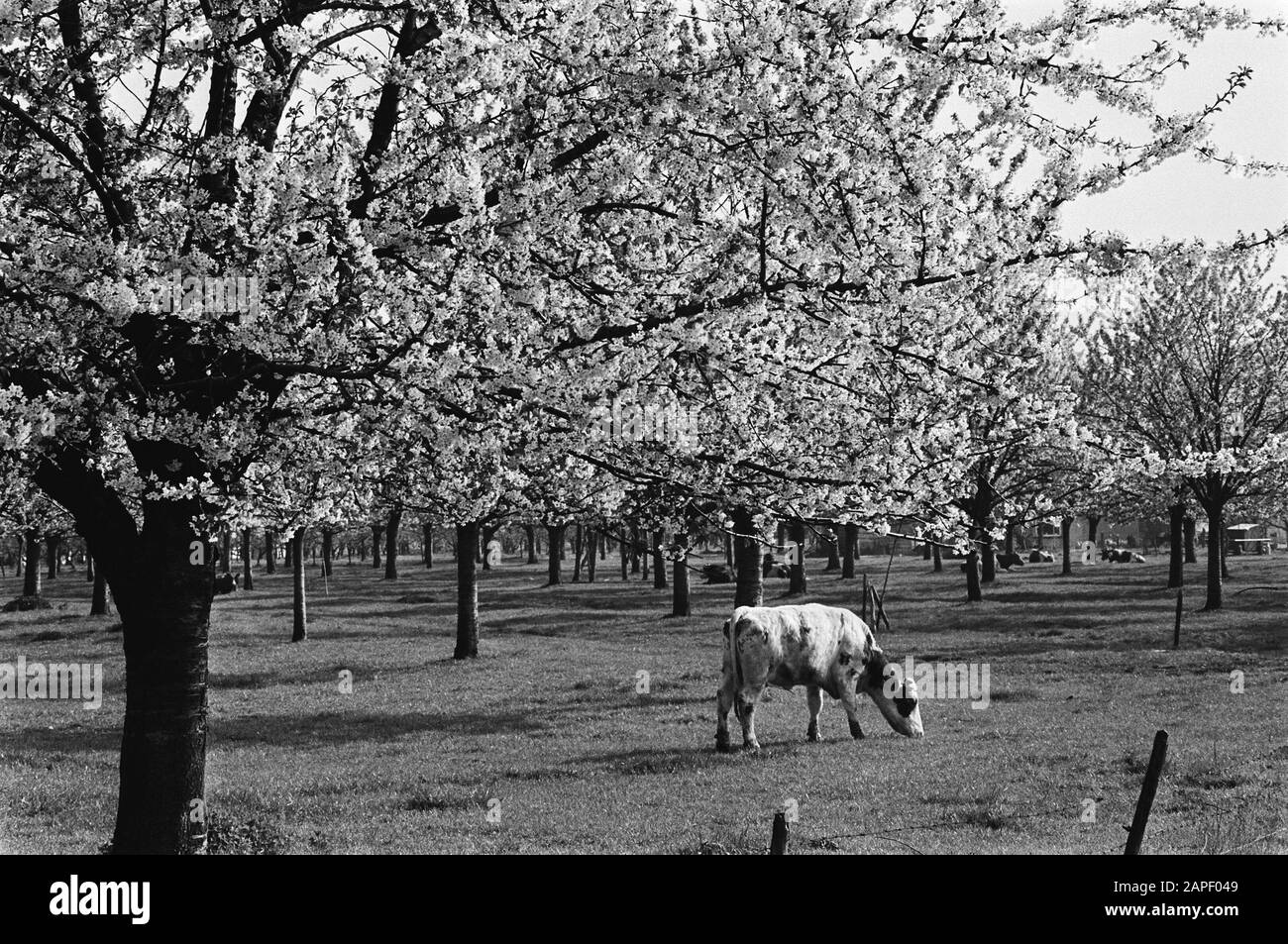 Planting apple tree in spring Black and White Stock Photos & Images - Alamy
